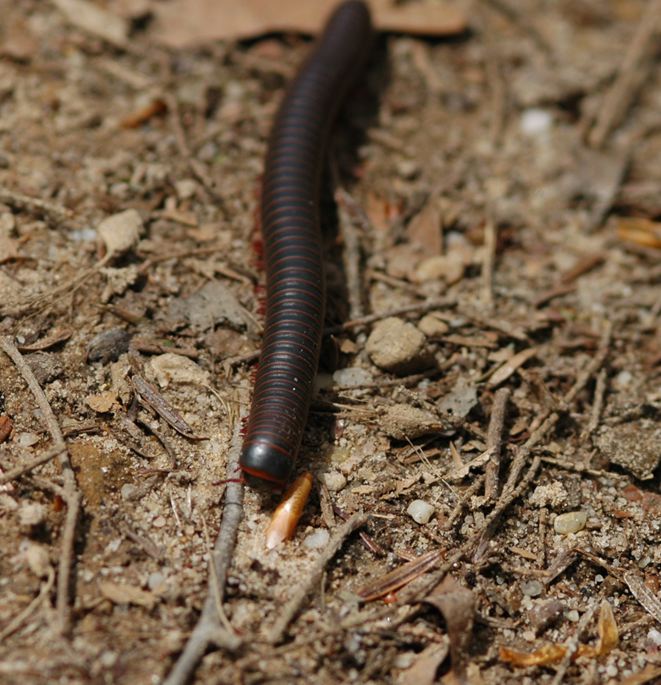 Field Biology in Southeastern Ohio: Get down on your hands and knees