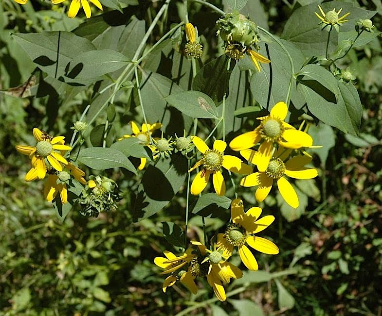 Field Biology in Southeastern Ohio: Sunflowers, Coneflowers, and DYC's ...