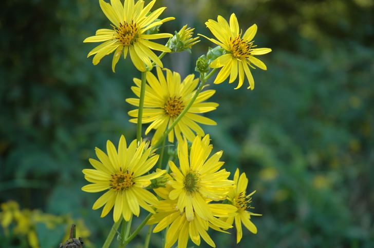 Field Biology in Southeastern Ohio: Coneflowers, Sunflowers (part2)
