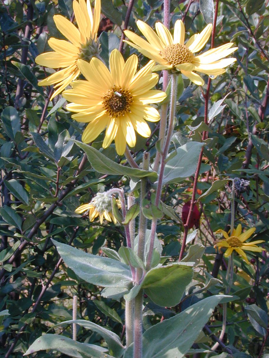 Field Biology in Southeastern Ohio: Coneflowers, Sunflowers (part2)