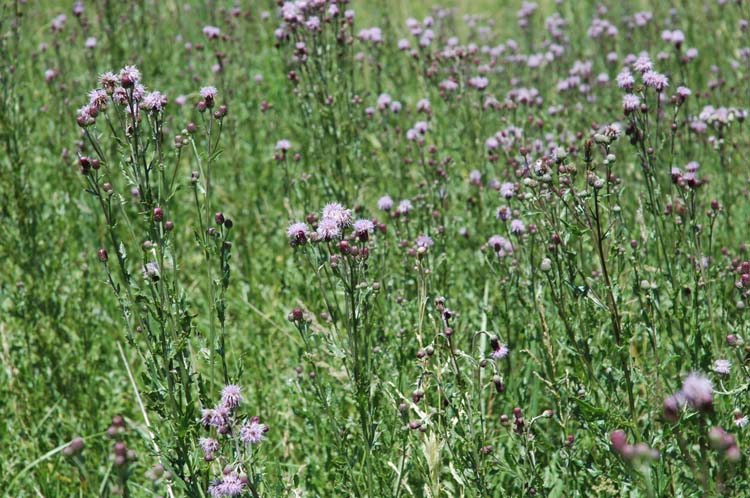 Field Biology in Southeastern Ohio: Thistles do not tickle