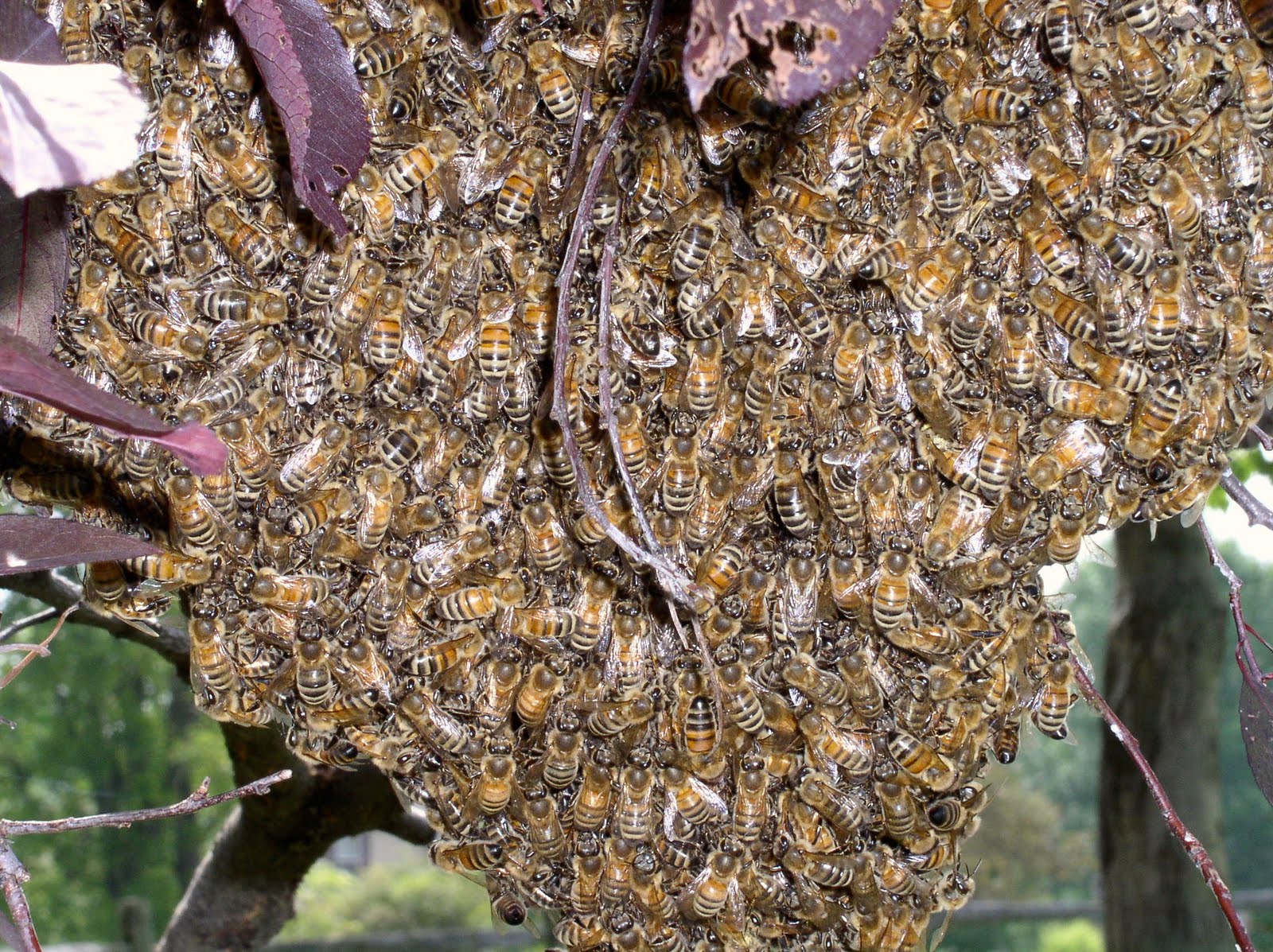 Field Biology in Southeastern Ohio: Bee Swarm