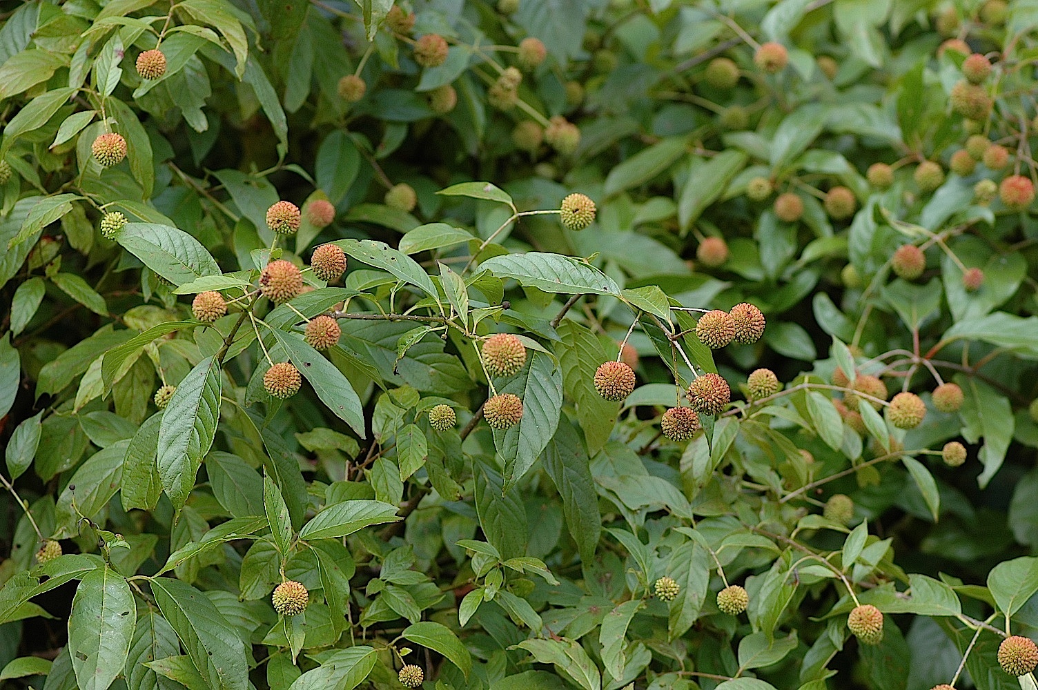 Field Biology in Southeastern Ohio: Zaleski Wetlands
