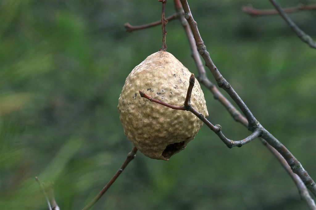 Field Biology in Southeastern Ohio: That took a lot of GALL
