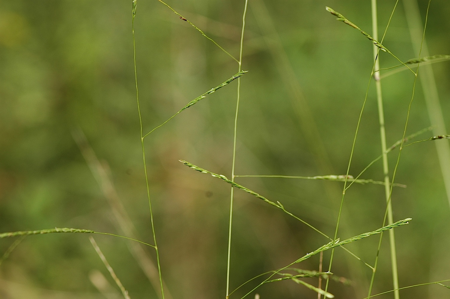 Field Biology in Southeastern Ohio: October 2010