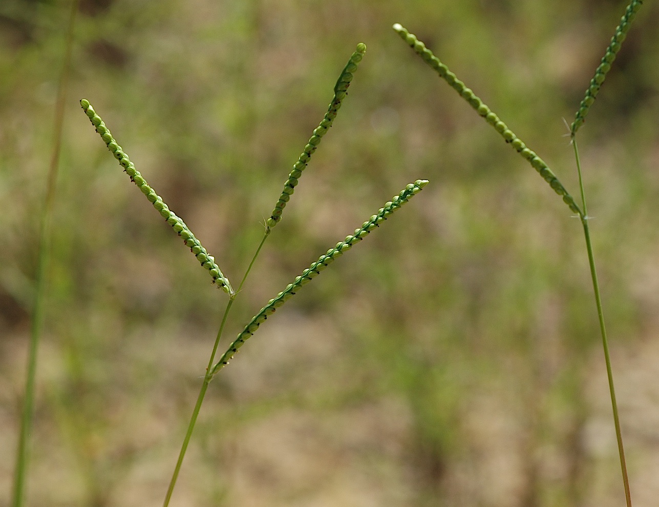 Field Biology in Southeastern Ohio: Pass The Grass