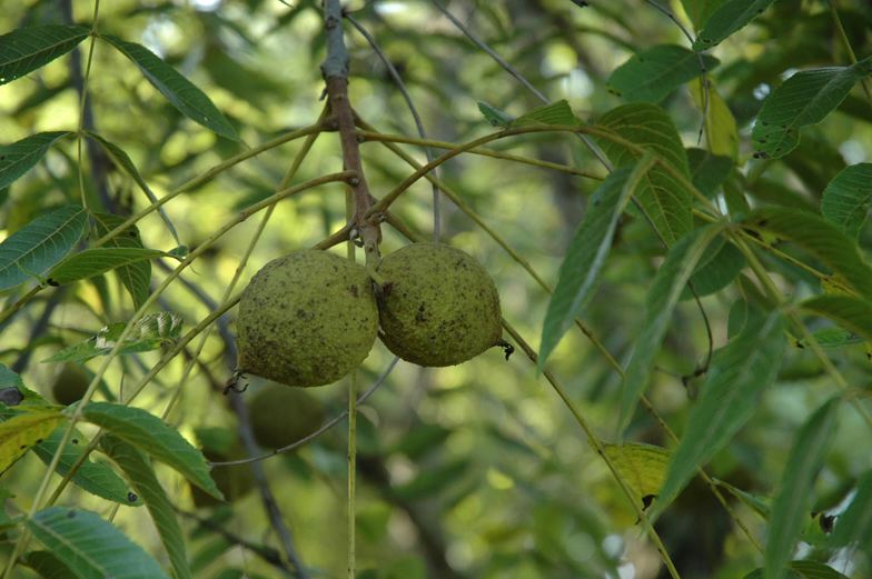 Field Biology in Southeastern Ohio: A Fall Fruit Free-For-All