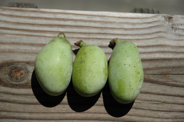 Field Biology in Southeastern Ohio: A Fall Fruit Free-For-All