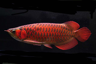 Photo or foto: Arwana Golden Red