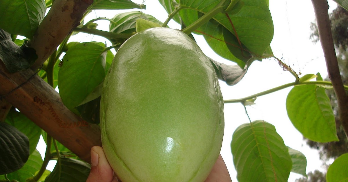 En Laboratorios de Biotecnología del Pejeza, desarrollan una nueva ...