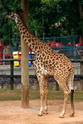 Helber Aggio: Simba Safari e Zoo São Paulo