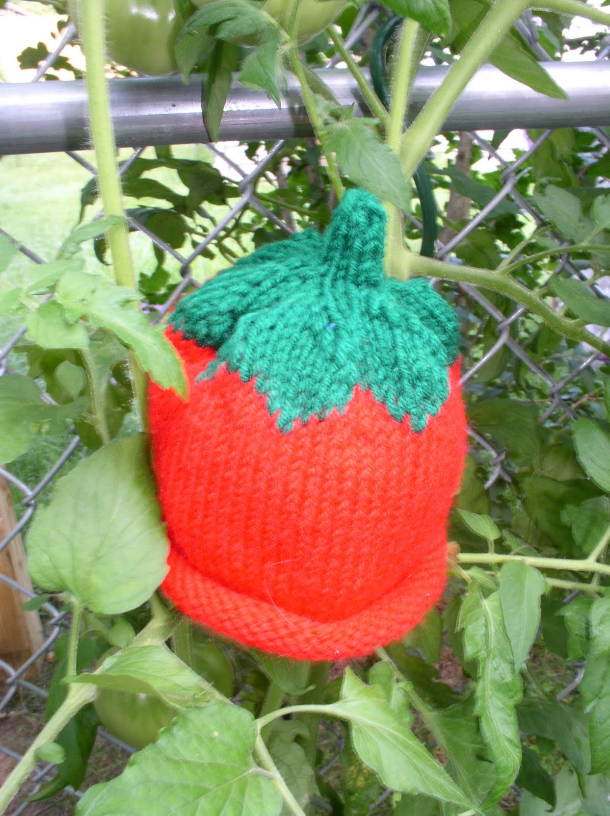 Lorrie knits and sews: Tomatoes of various types