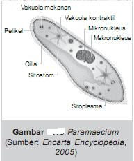 PALEONTOLOGI & MIKROPALEONTOLOGI: PHYLUM PROTOZOA