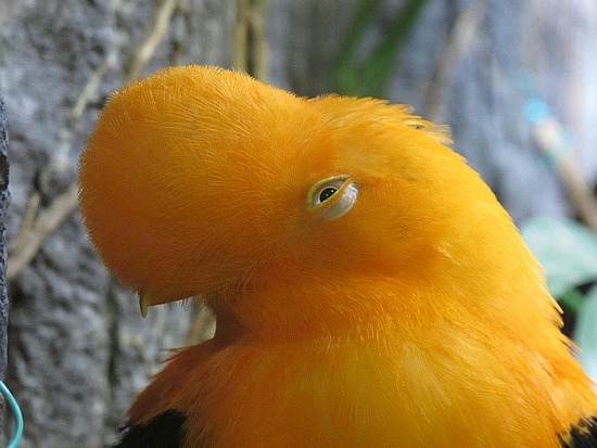! Most Weird And Gorgeous Bird Ever | tak lawak pun?!