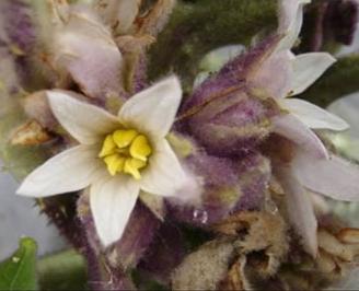 MANEJO AGRONOMICO DEL LULO