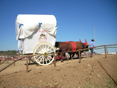 CORIADESDECAURA: YUNTA DE BUEYES... Cultura y Tradición en Coria del Río...