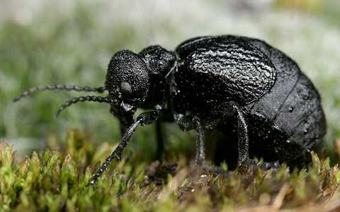 photo: extinct insects