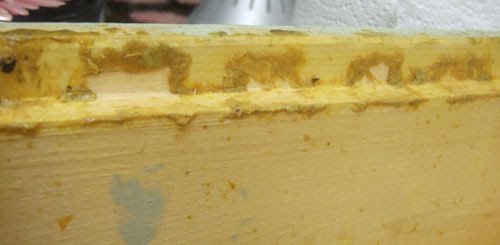 Bee-Magic Chronicles for Kids: Propolis