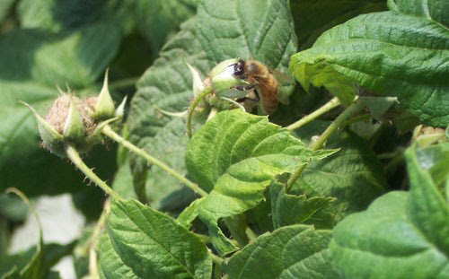 Bee-Magic Chronicles for Kids: A Flower's Secret: Candy for Bees