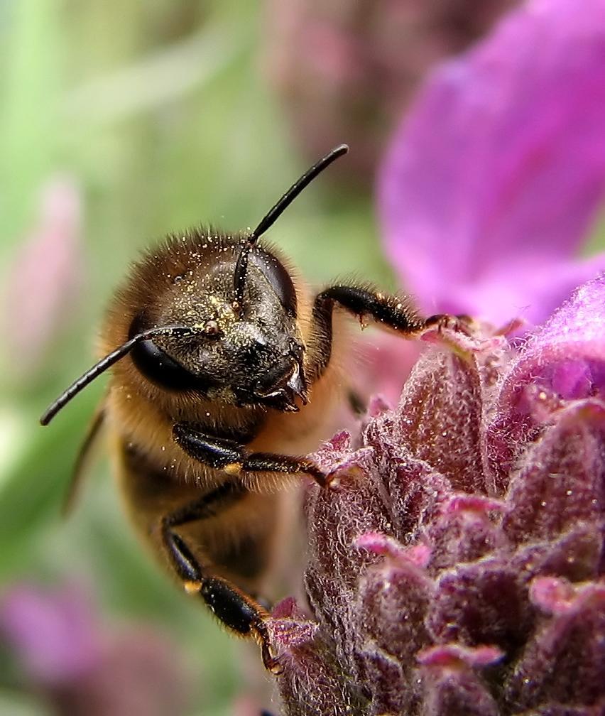 Bee-Magic Chronicles for Kids: Electric Bees