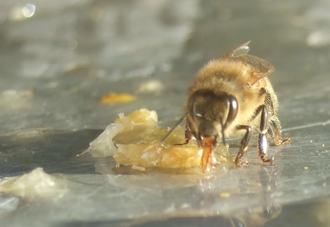 Bee-Magic Chronicles for Kids: The Birds and The Bees