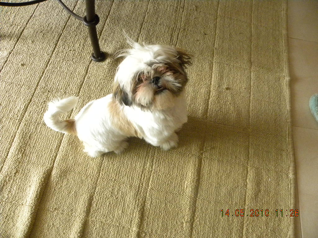 Catelusul Puf | Cel mai frumos catel