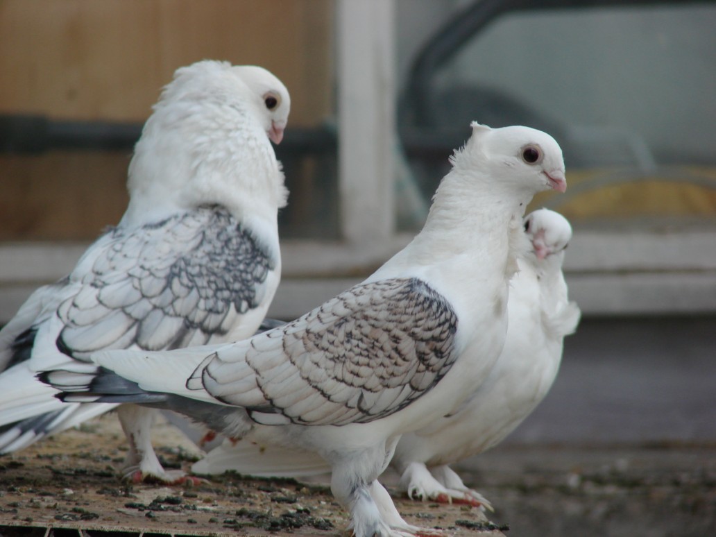 PORUMBEI HUNKARI: Porumbei carnivori