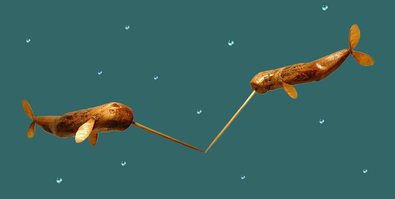 Madeira viva: Narval (2010) Narwhal