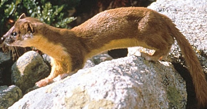 Old Ridgefield: The wily weasel