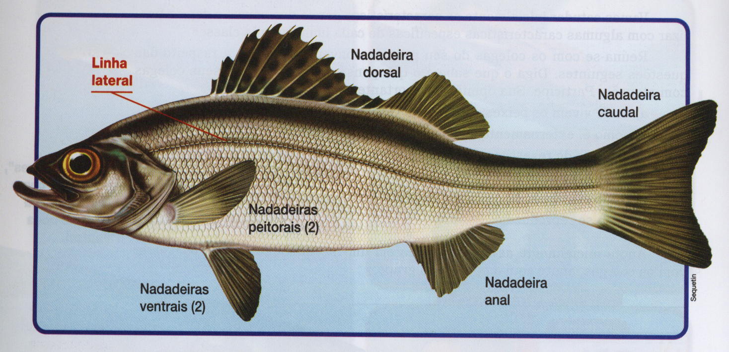 Sistema da Linha Lateral; Linha Lateral de Peixes e Anfíbios; Linha ...