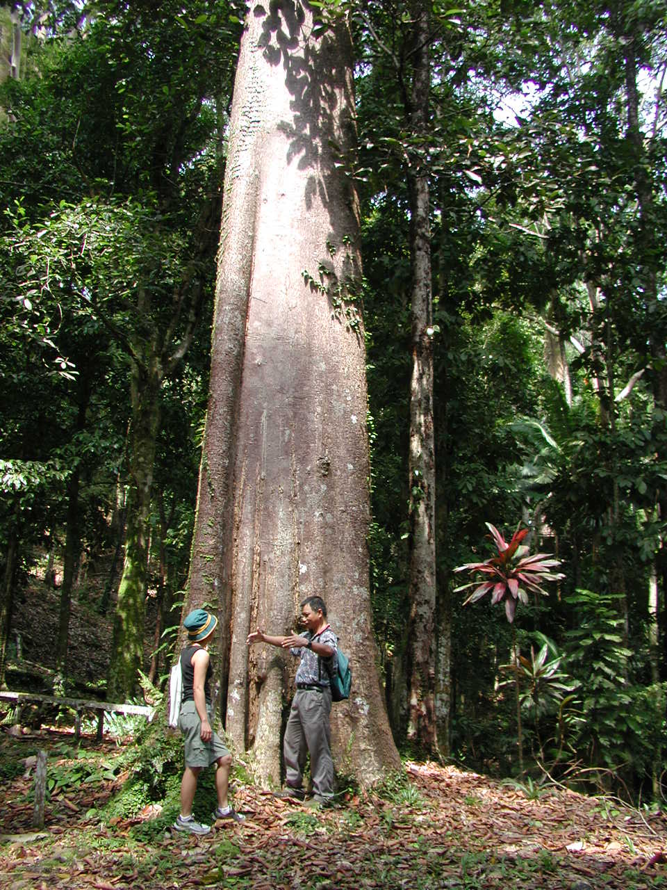 Malaysian Nature Society Kuching Branch: A morning with the Singai ...