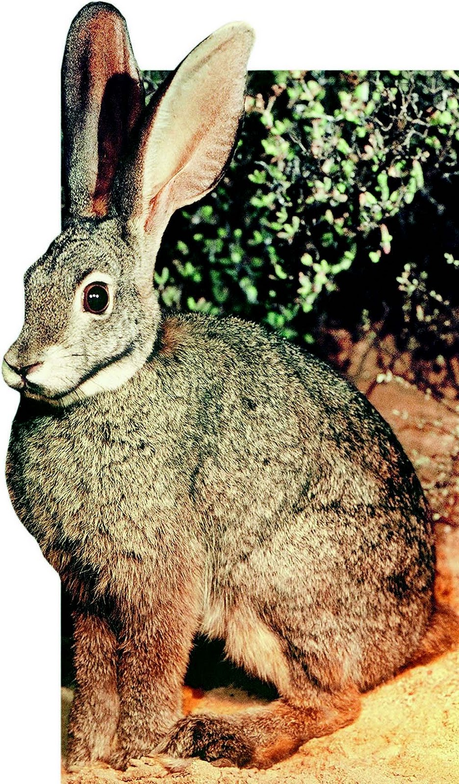 Malaysian Nature Society Kuching Branch: In hops the rabbit