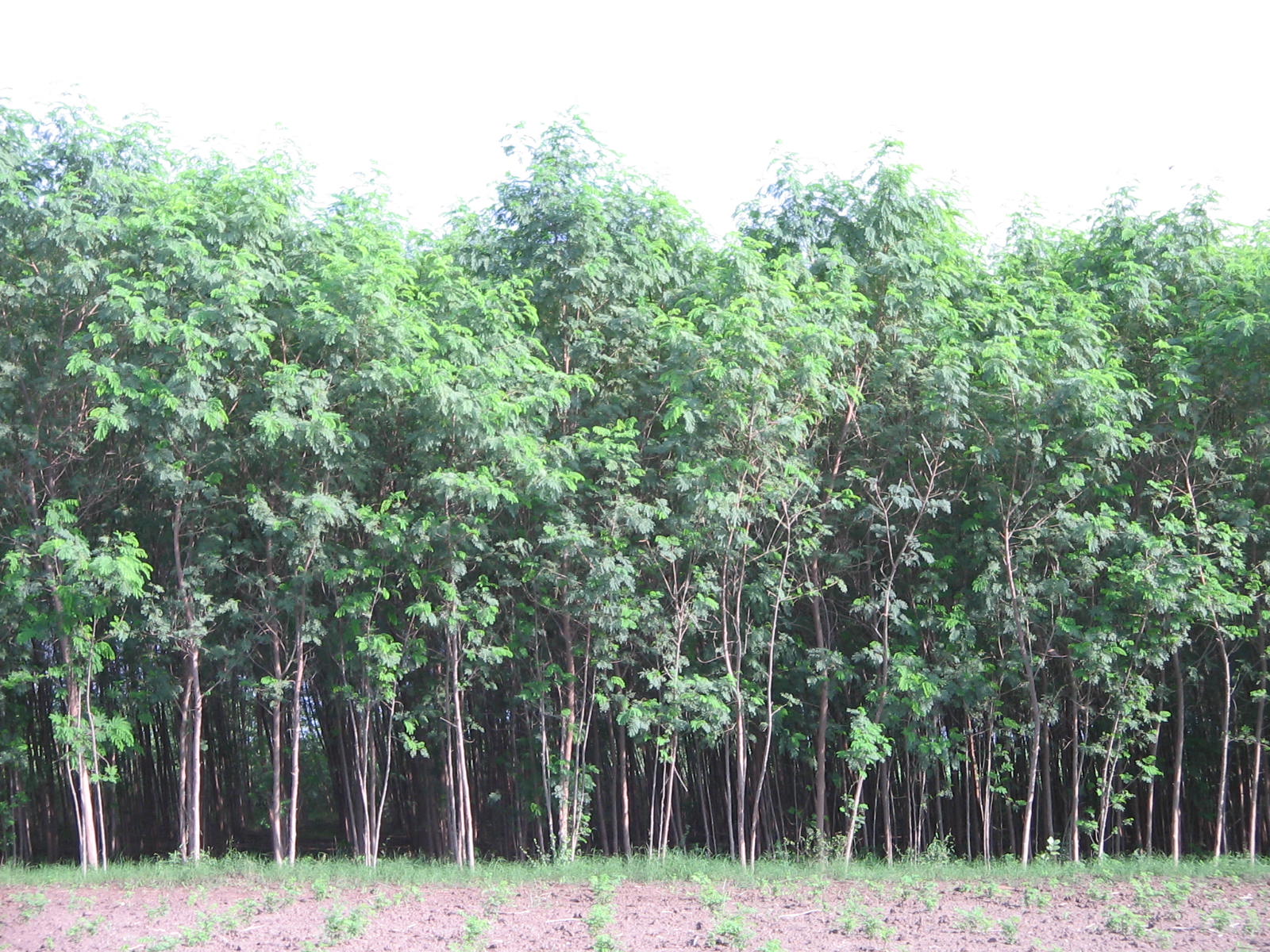 Suresh Devaraj Goat Farm: Subabul Cultivation