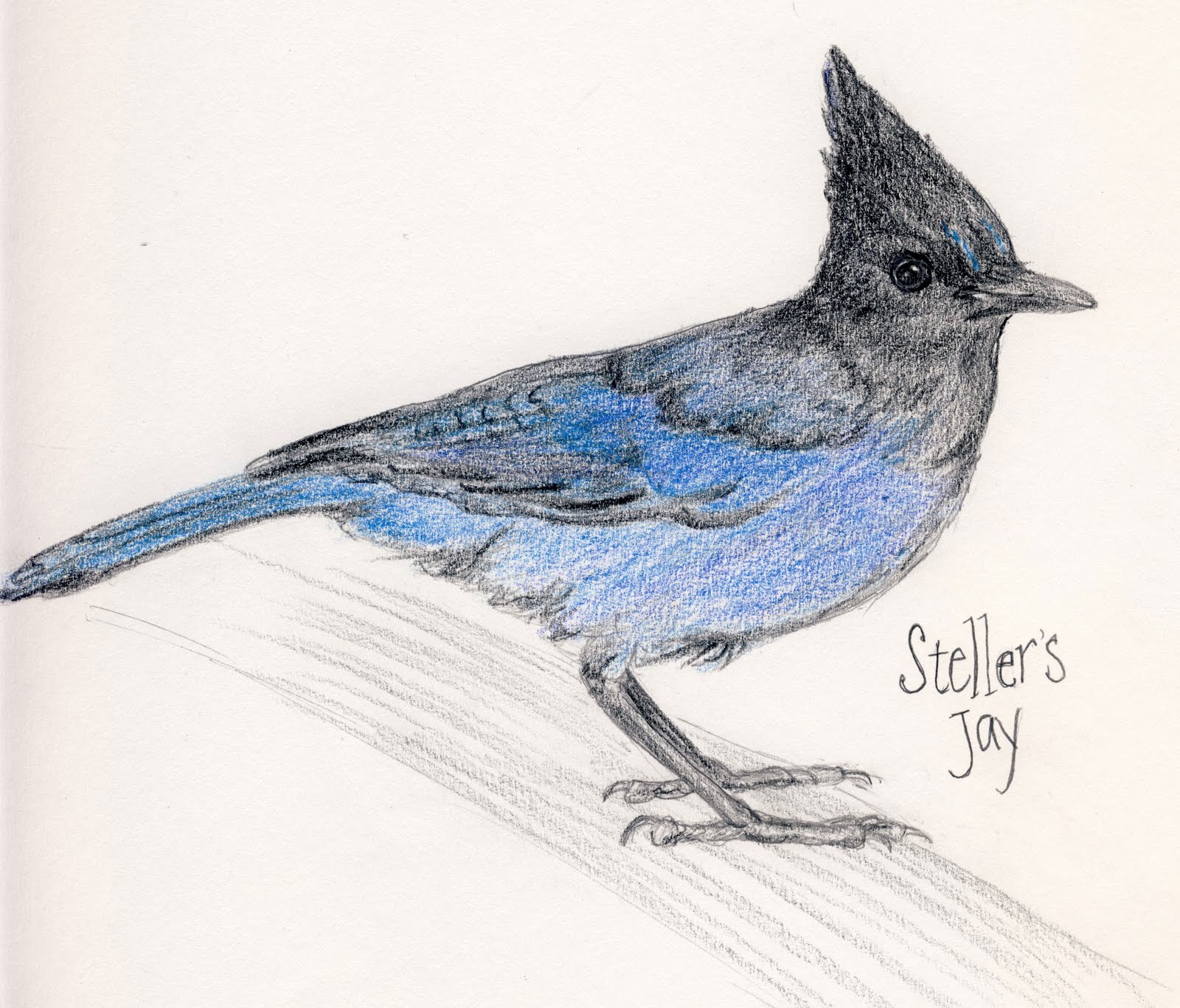 Birdly Drawn: Cyanocitta stelleri: Steller's Jay