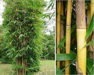 PEMBEKAL RUMPUT MALAYSIA: LANDSKAP DENGAN POKOK BULUH