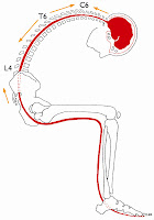 Neurodynamics - Physical neural health: 8/12/07 - 8/19/07