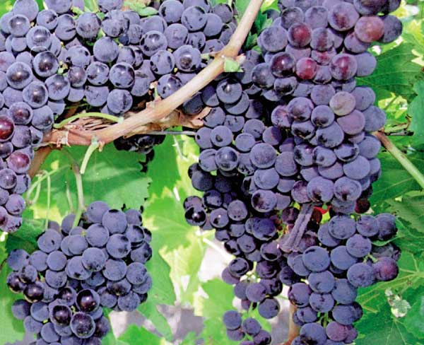 Livraria Voz do que Clama: A VIDEIRA