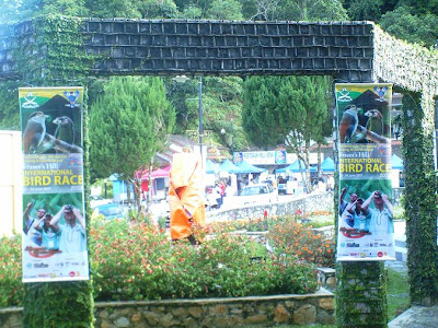 SENI LAMA MELAYU (MALAY OLDEN ART): Melihat burung di Bukit Fraser ...