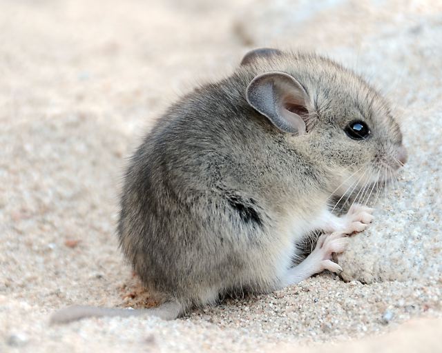 Just a baby kangaroo mouse. : r/aww