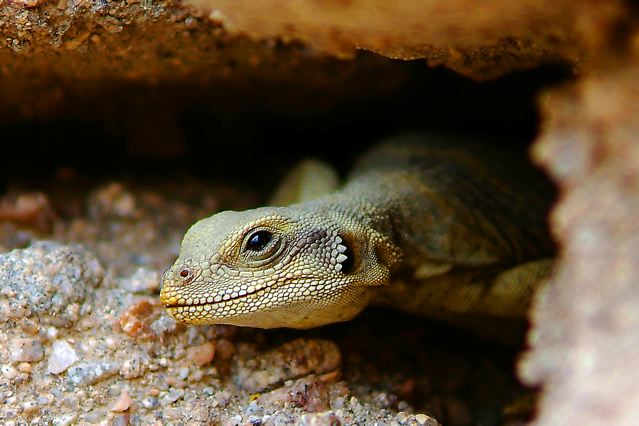 Backyard Productions LA