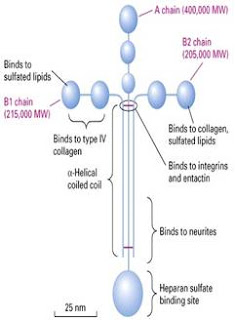 Splashes Of Grace: What Is So Special About Laminin?
