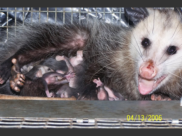 Chicken Fat: November 2009