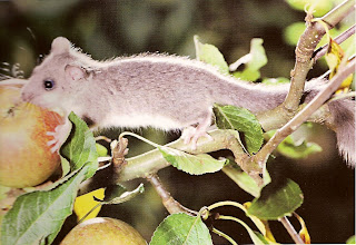 Orden Rodentia: Lirones