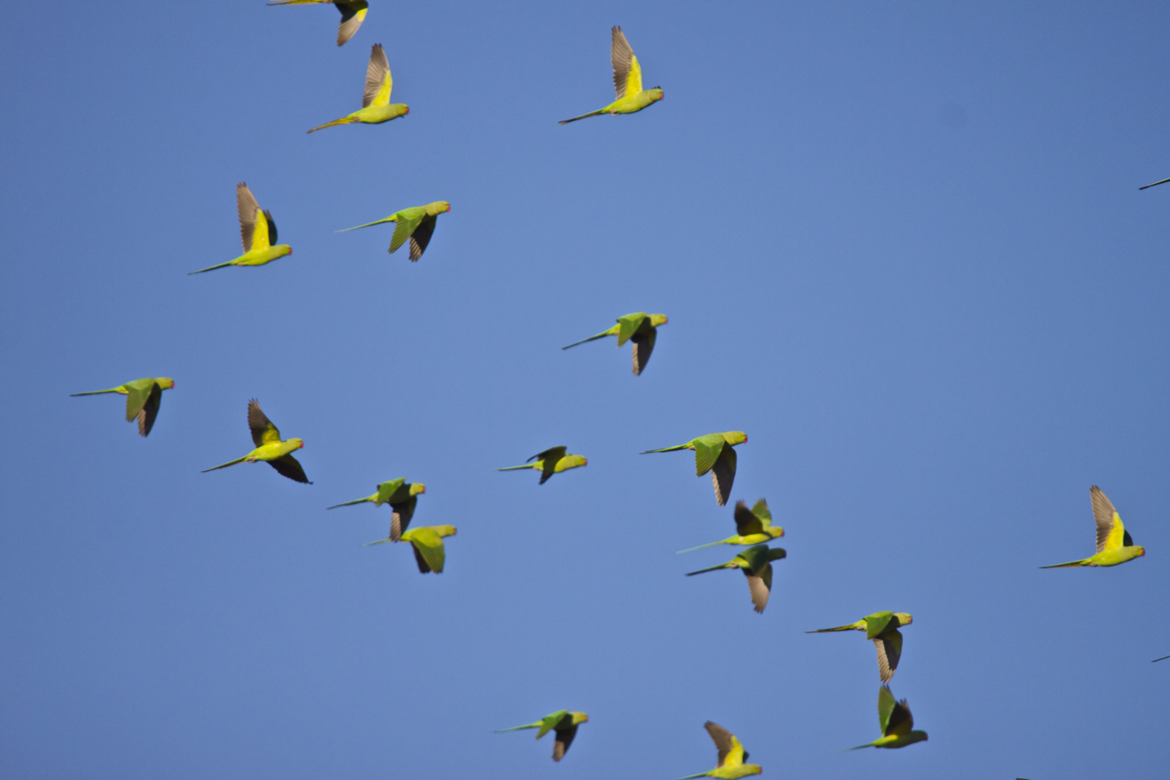 As I See It - David K Hardman Photography: Birdlife in Richmond Park ...