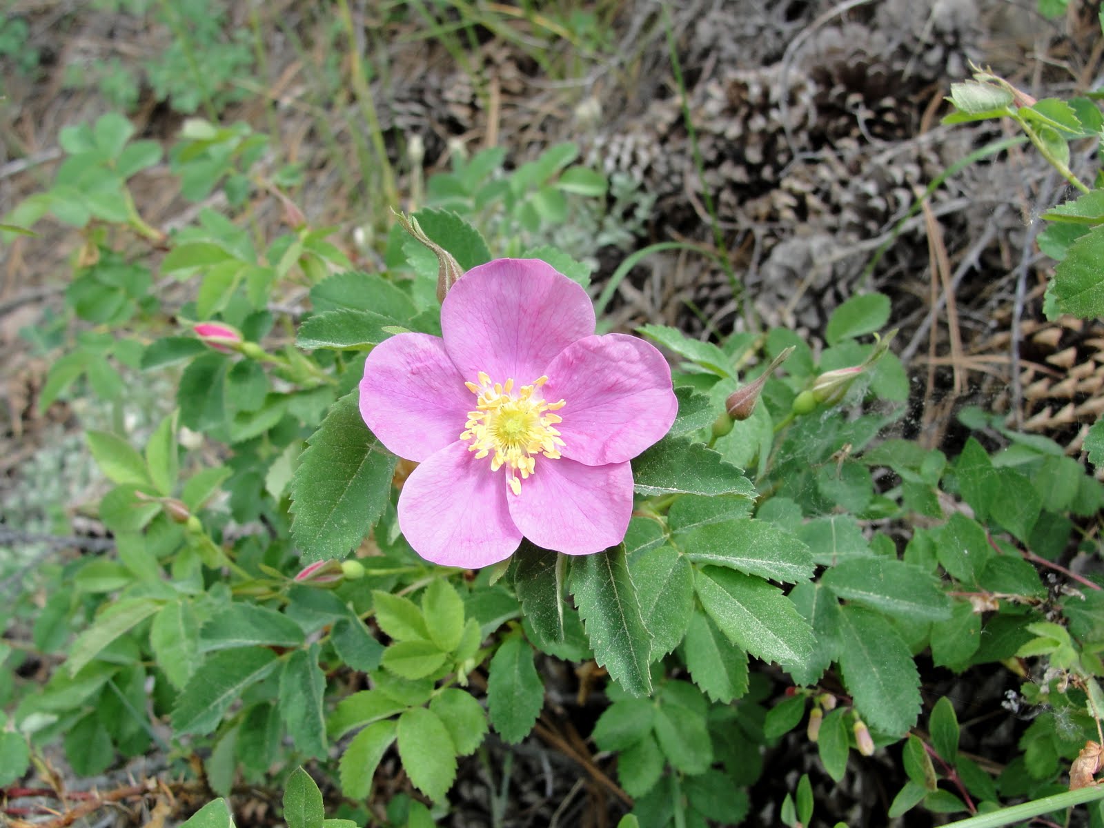Janie and Steve, Utah Trails: Wildflowers along Yellowstone Creek