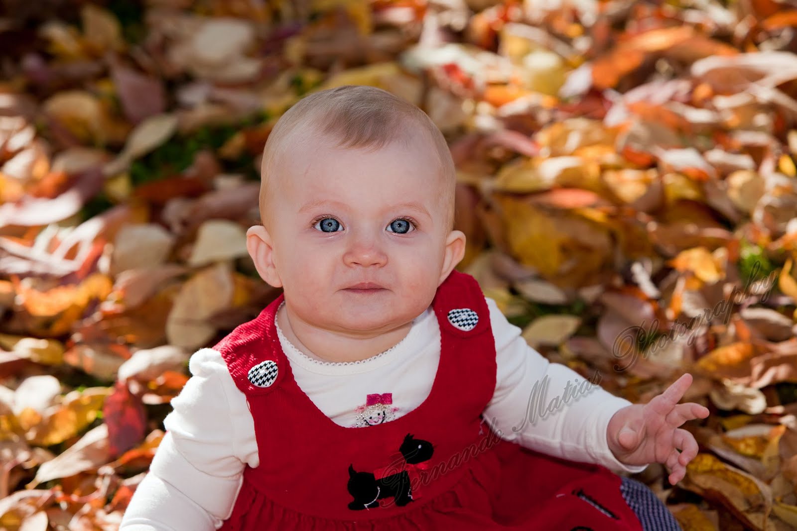 Fernando Matias Photography - Ottawa Ontario - Ottawa Wedding ...
