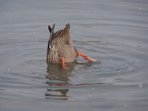 Állat enciklopédia: A kacsa - Én aztán tudom...