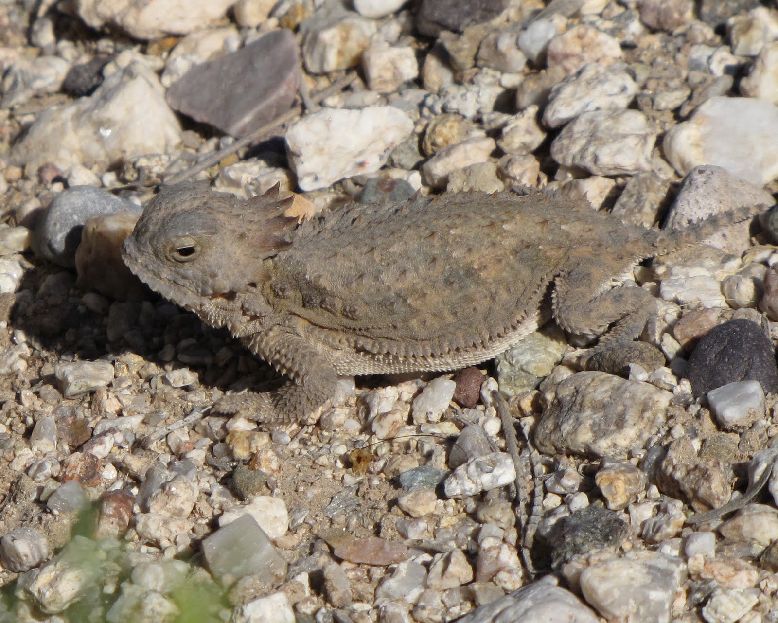 Sense of Misplaced: Agua Caliente