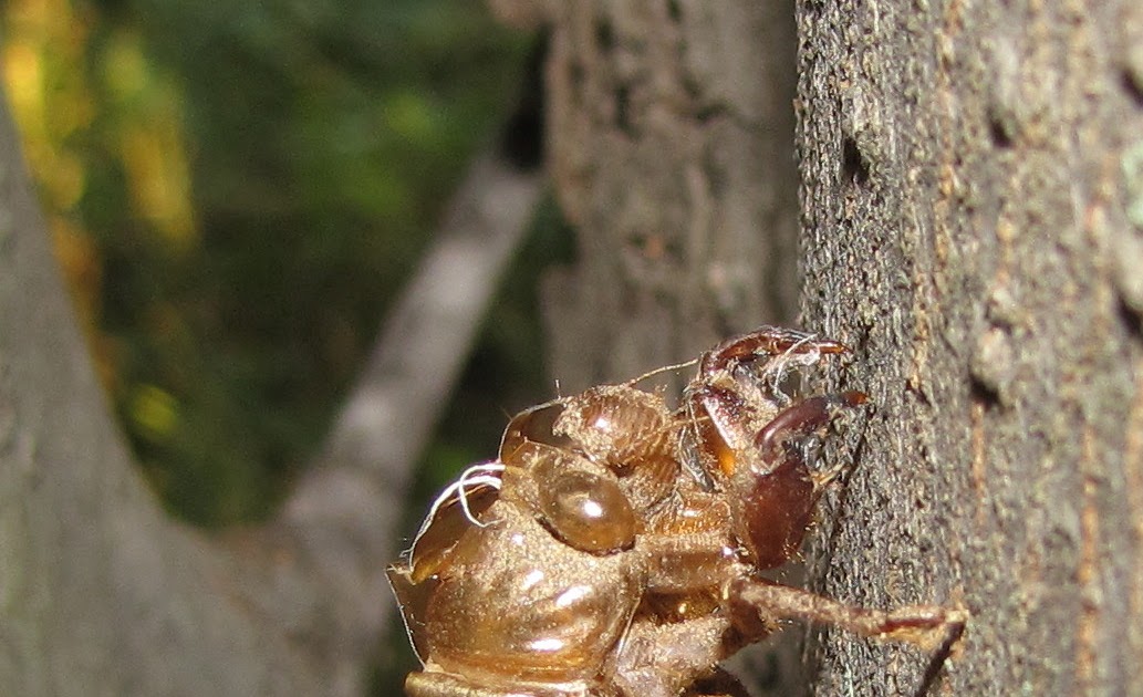 Bug Eric: Cicada shells