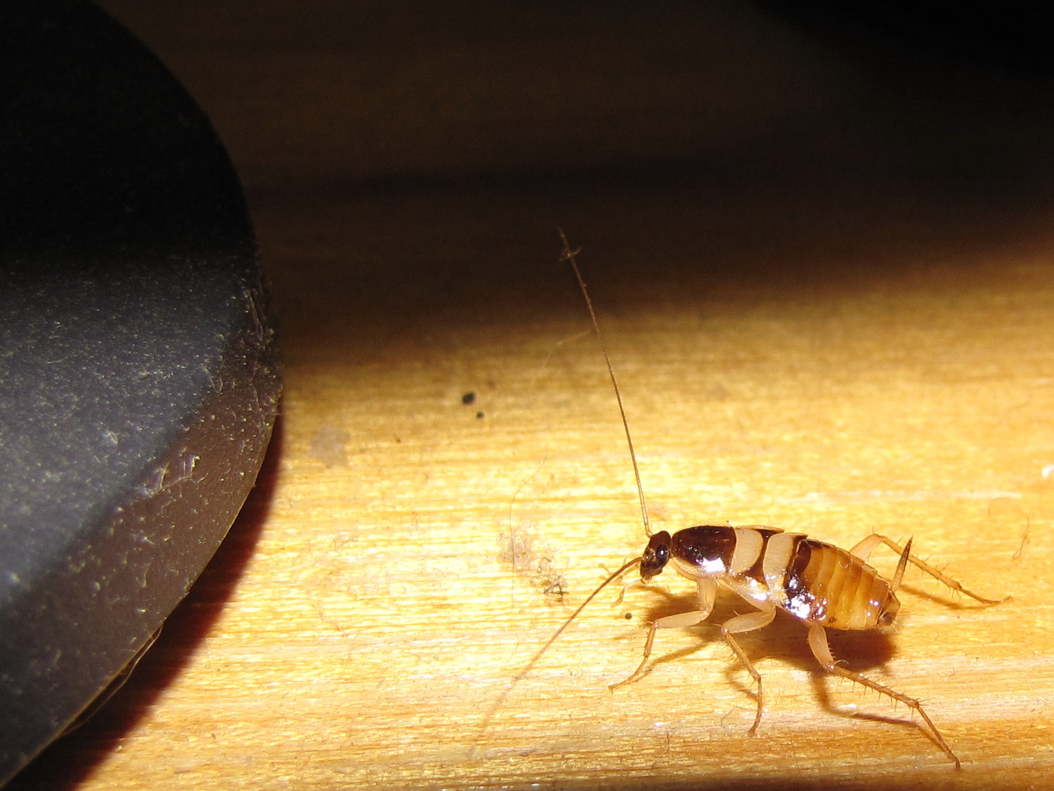 Bug Eric: The "University Roach"